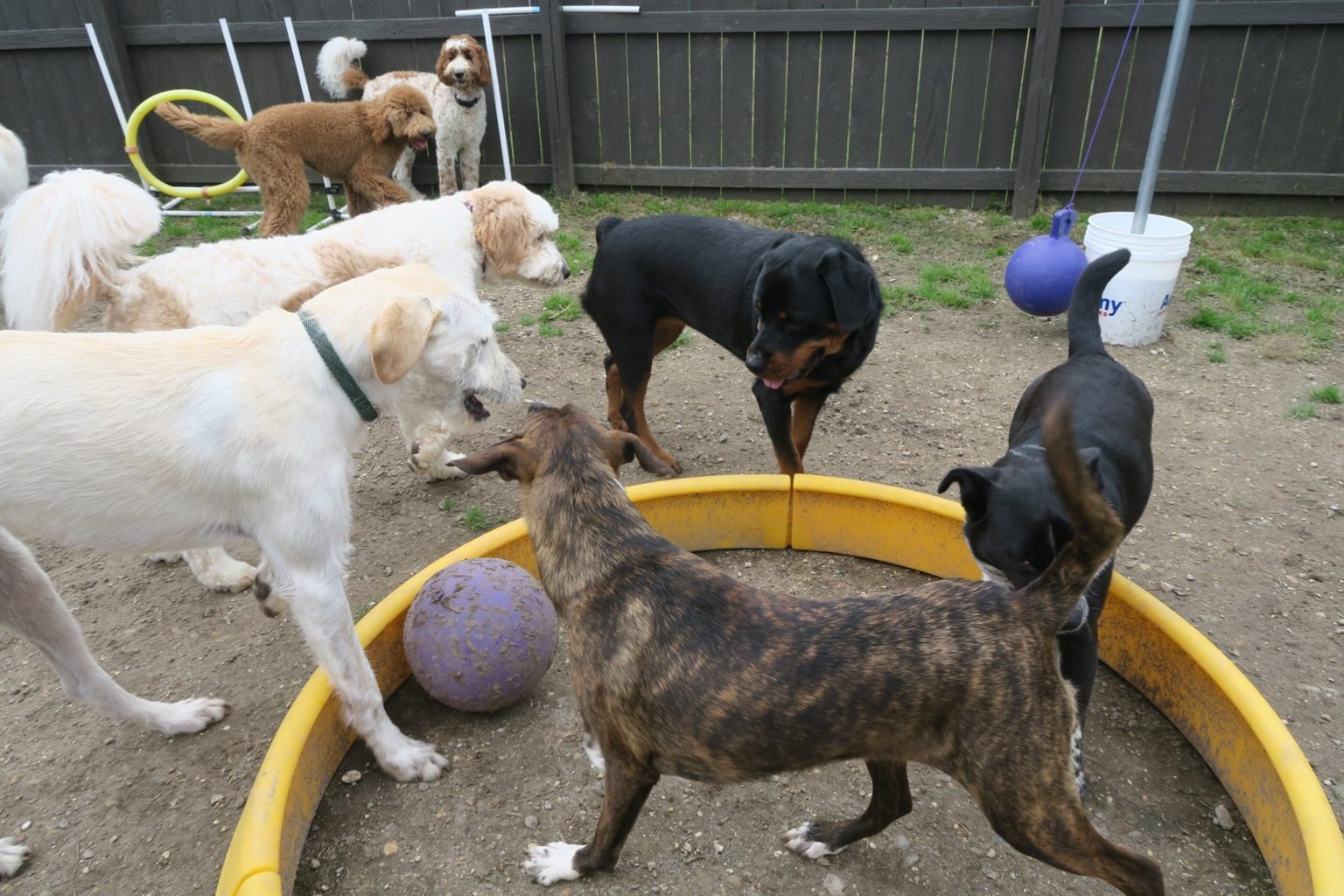 School Days - Mandeville Canine Academy